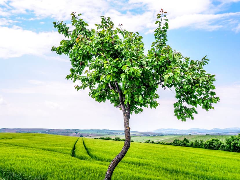 The Photo API For Developers